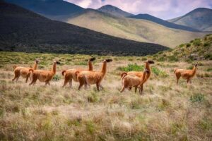 Tiere mit A am Anfang - Haustierlino.de