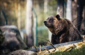 Tiere mit [B] am Anfang - Haustierlino.de